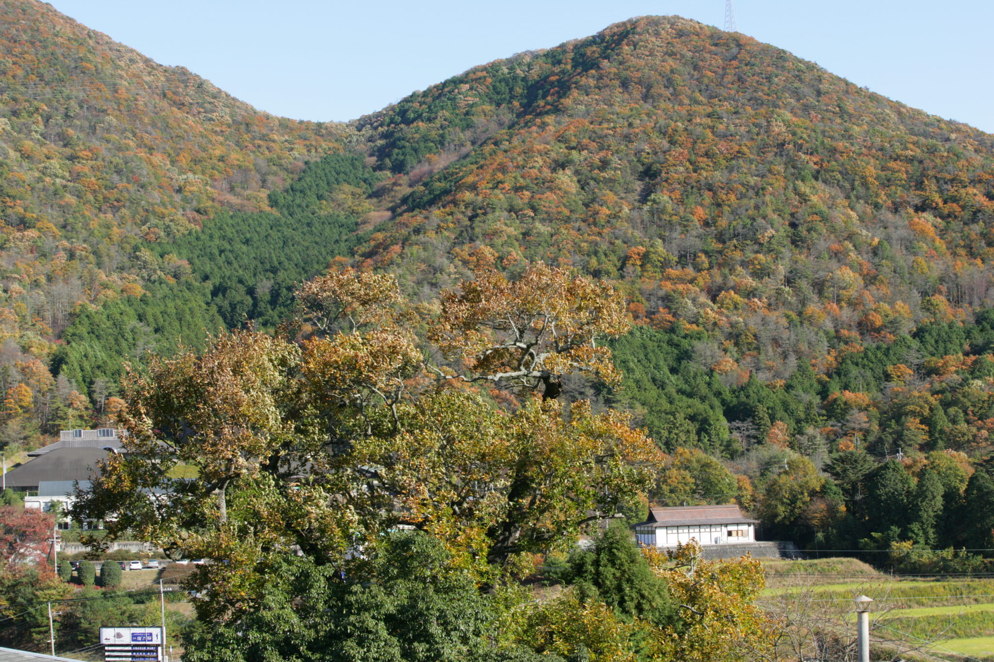 Tamba Ware: A Timeless Tradition of Japanese Pottery - MoCA/NY
